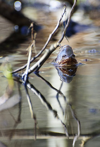 Judarskogens naturreservat i Bromma – Mälaröarna