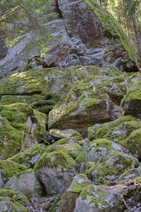 Judarskogens naturreservat i Bromma – Mälaröarna